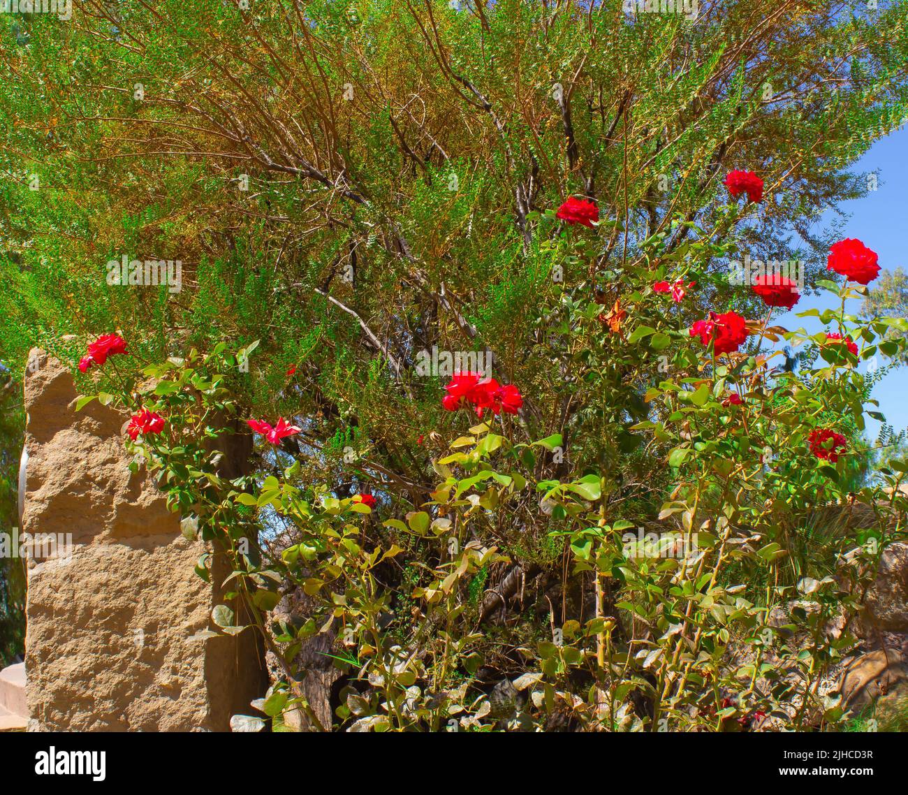 Sunny outdoor garden hi-res stock photography and images - Alamy