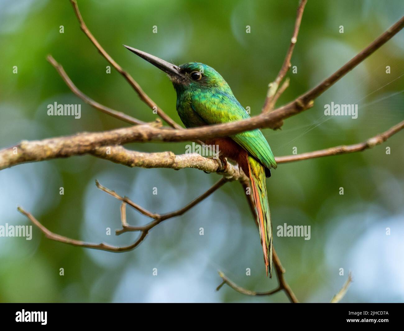 Bluish-fronted Jacamar, a stunning rainforest bird along the banks of ...