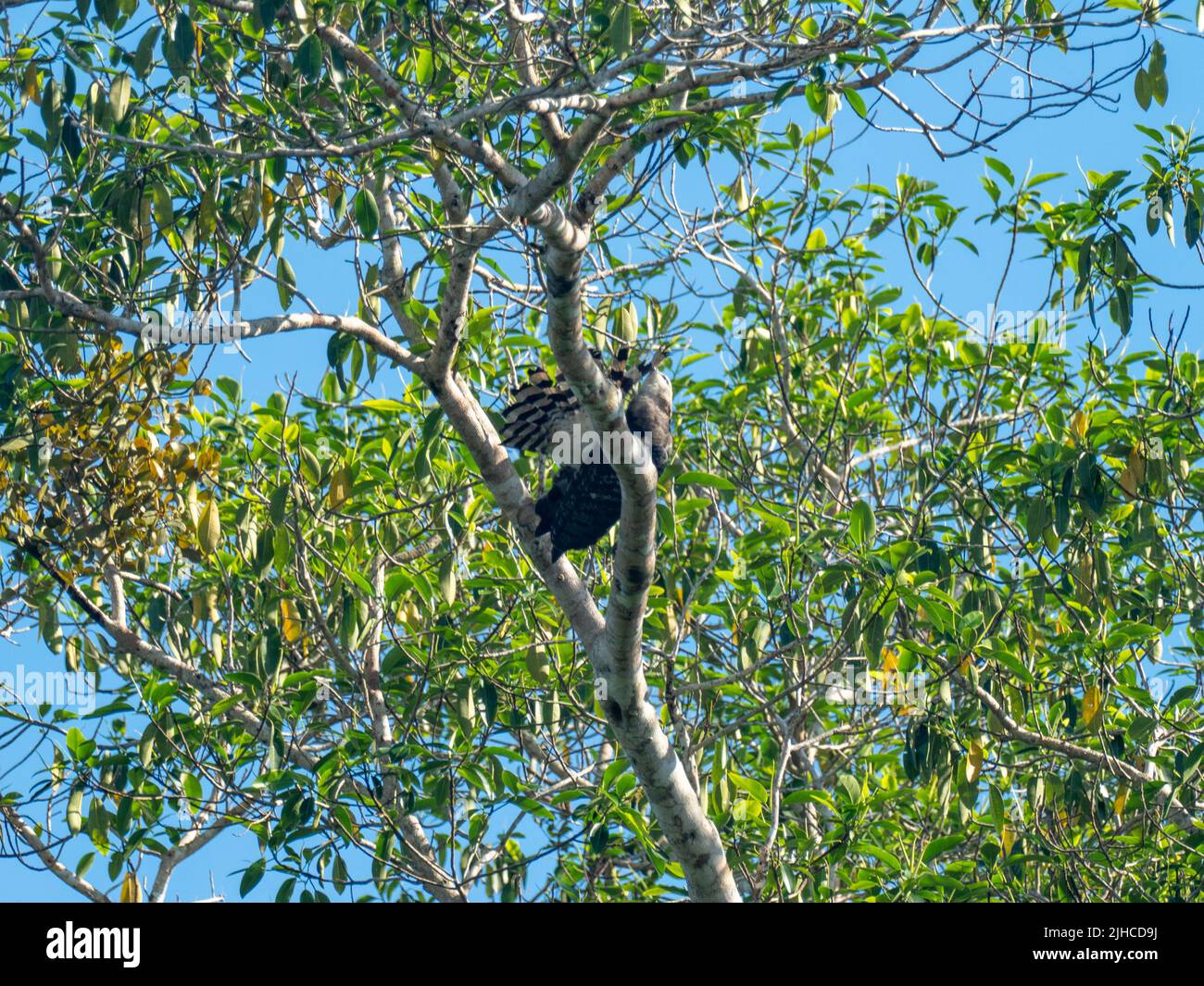 Crested Eagle,Morphnus guianensis, a very rare giant eagle in the ...