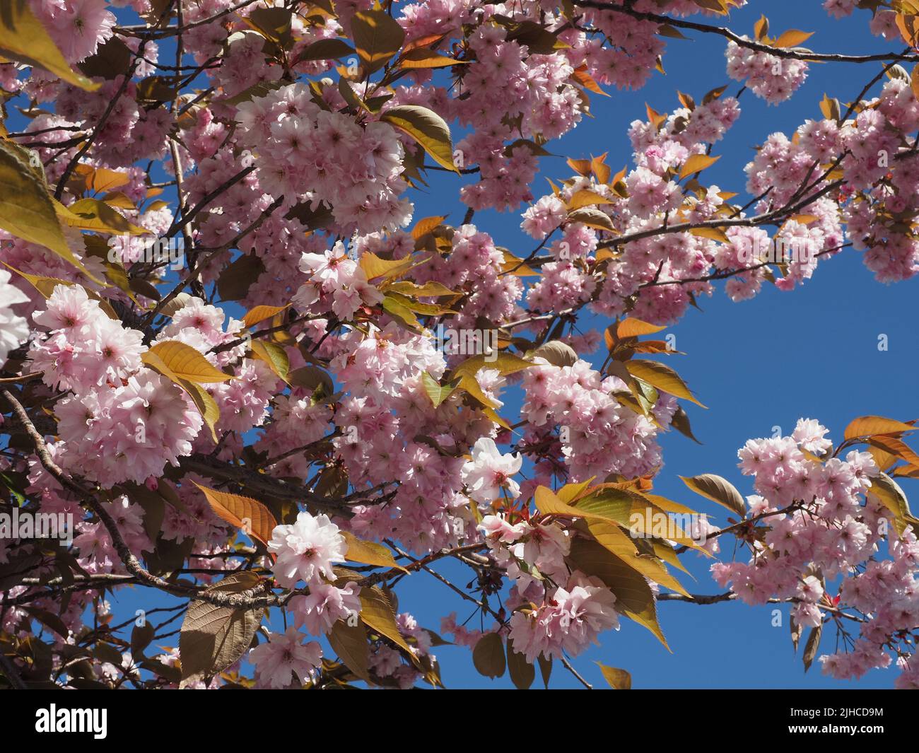 Flowering cherry tree blossom hi-res stock photography and images - Alamy