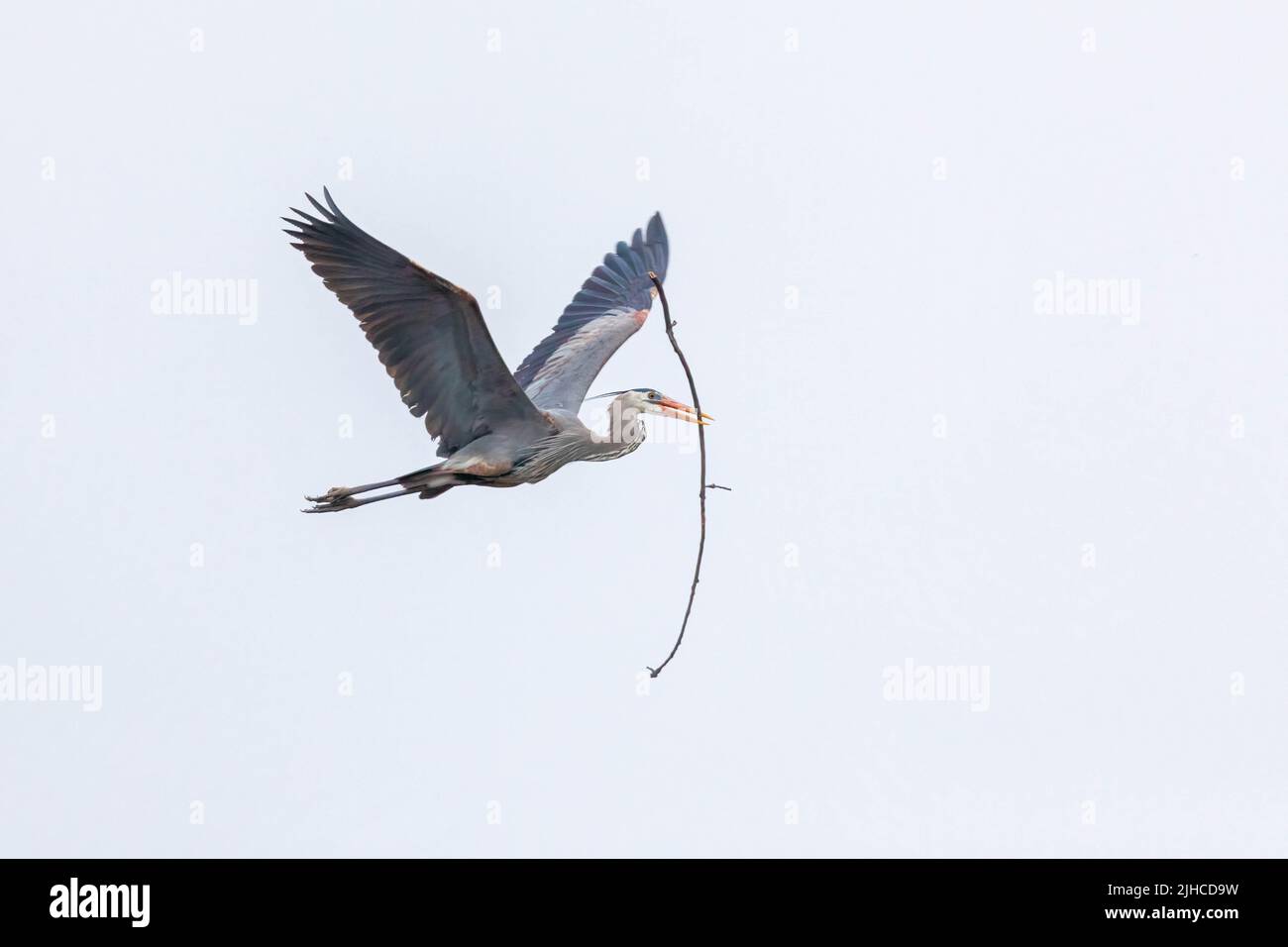Great Blue Herons building nests at Rookery near Minneapolis Stock ...