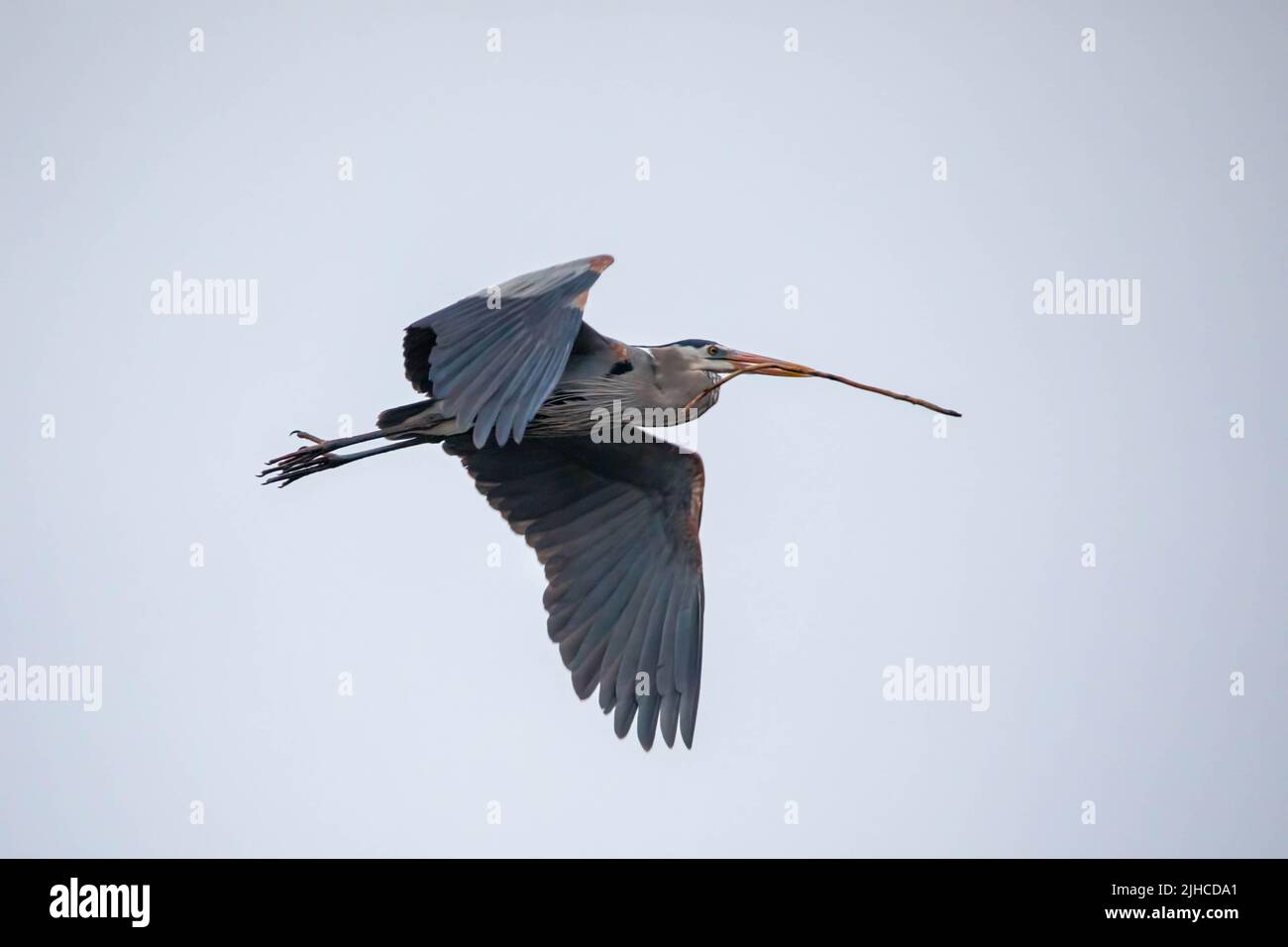 Great Blue Herons building nests at Rookery near Minneapolis Stock ...