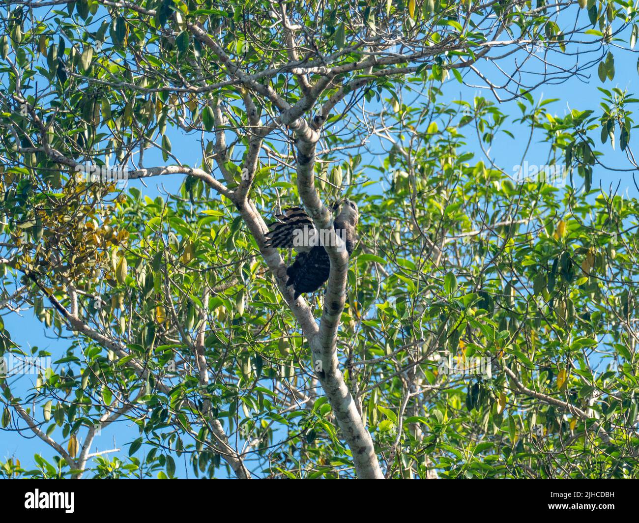 Crested Eagle,Morphnus guianensis, a very rare giant eagle in the ...