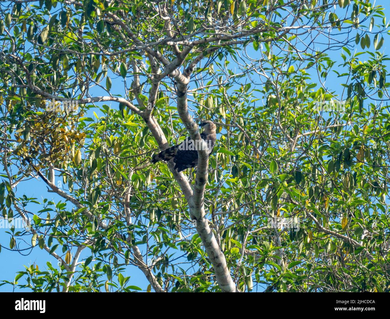 Crested Eagle,Morphnus guianensis, a very rare giant eagle in the ...