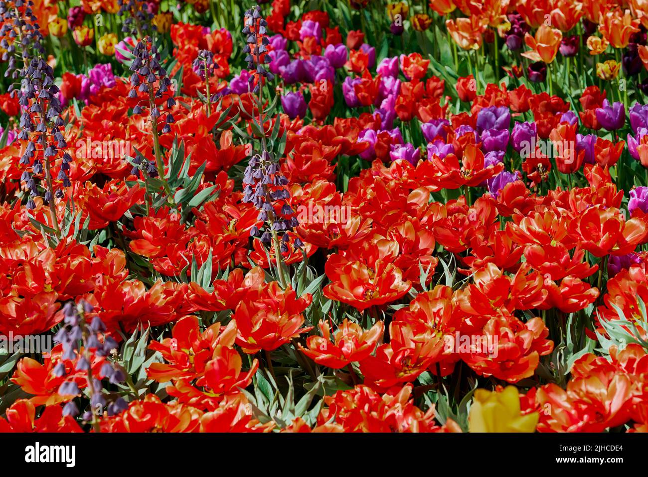 Colorful tulips blooming in the spring time in the Keukenhof gardens ...