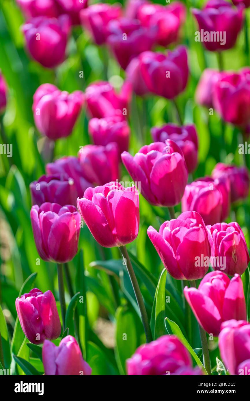 Colorful tulips blooming in the spring time in the Keukenhof gardens ...
