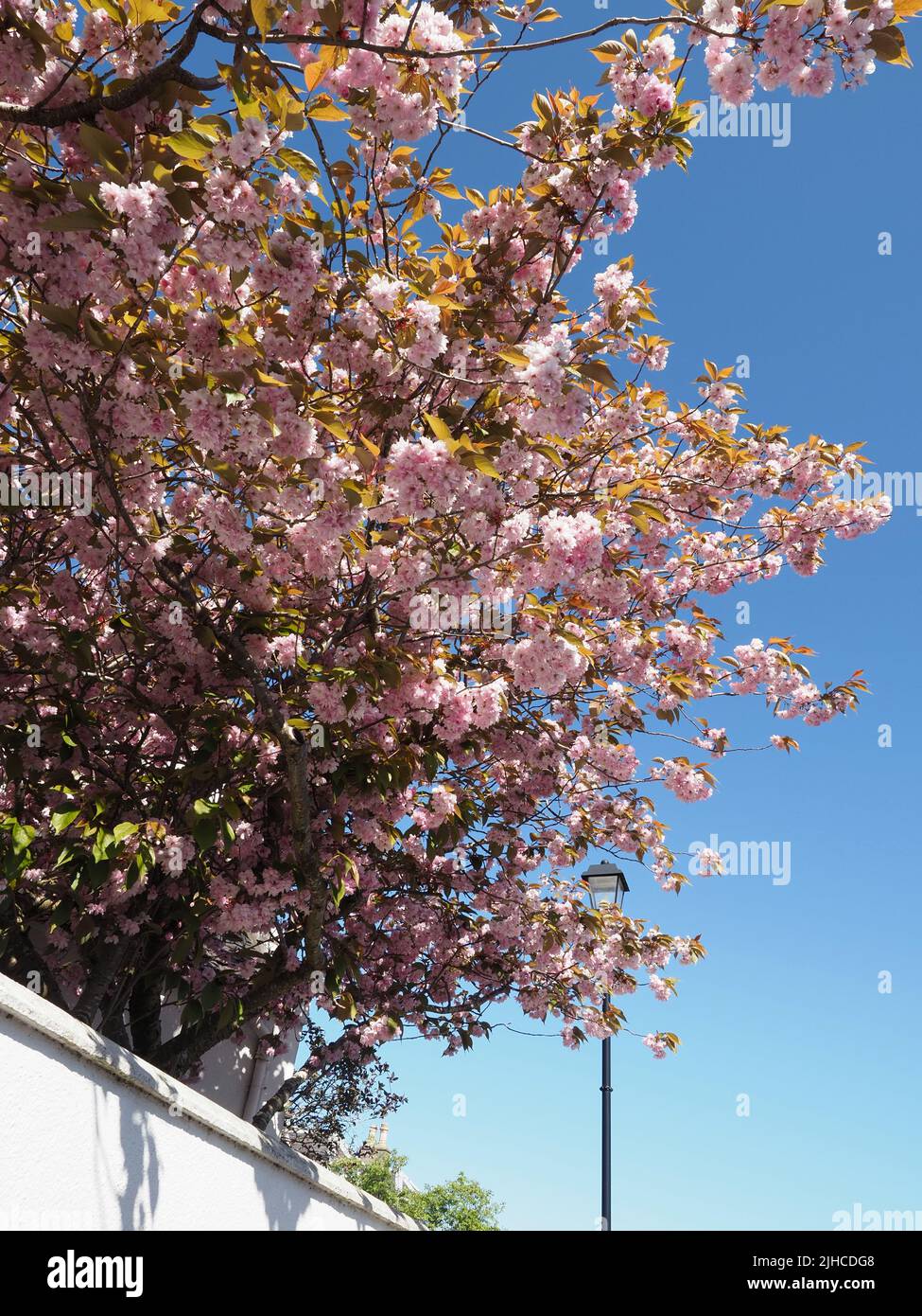 Japanese flowering cherry tree hi-res stock photography and images - Alamy