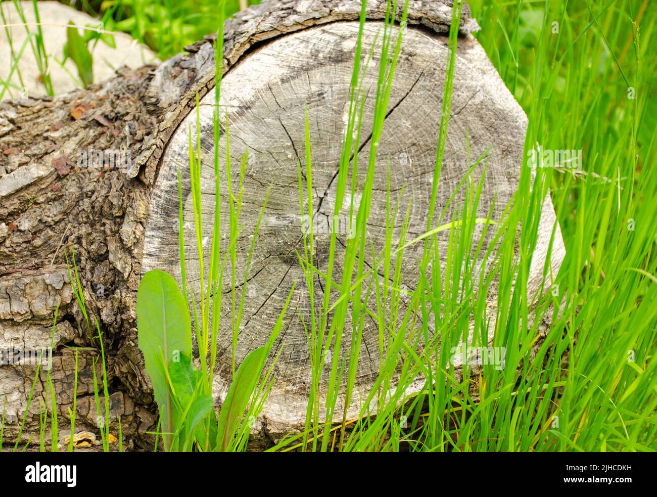 The close up of old tree stump from human cutting down with soft warm ...