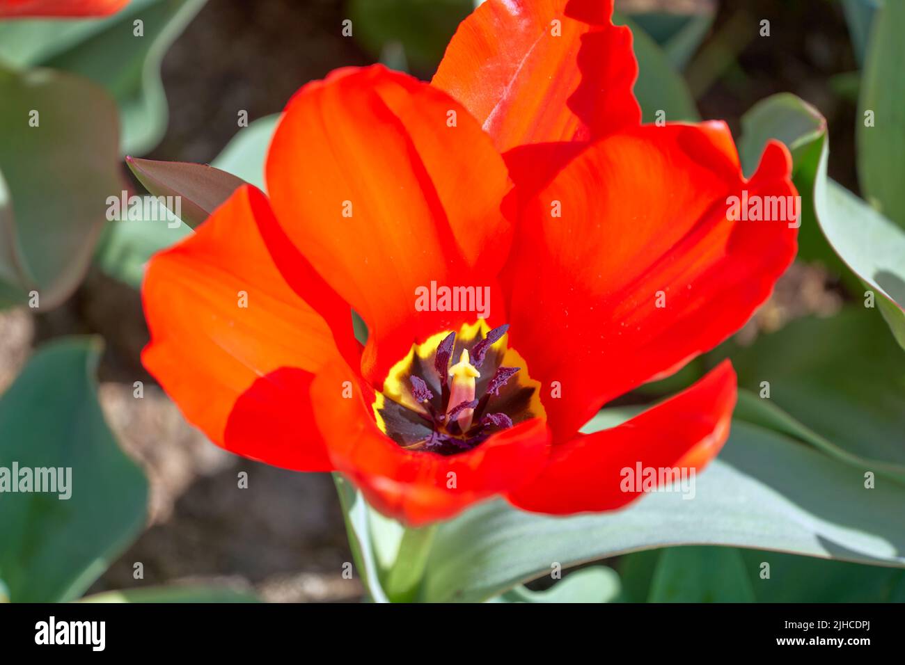 Colorful tulips blooming in the spring time in the Keukenhof gardens ...