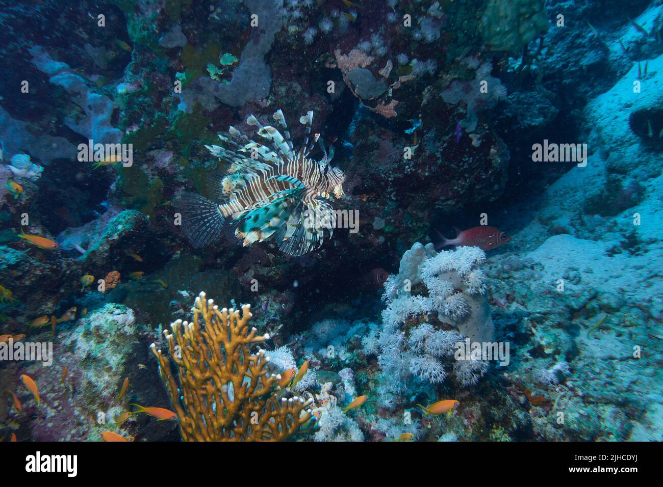 A view of beautiful lionfish swimming in a sea Stock Photo - Alamy