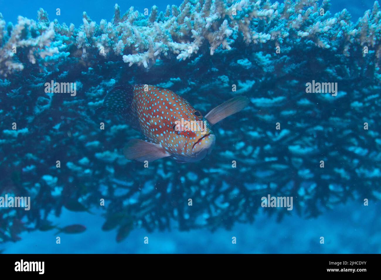 A view of beautiful jewel perch fish swimming in a sea Stock Photo - Alamy