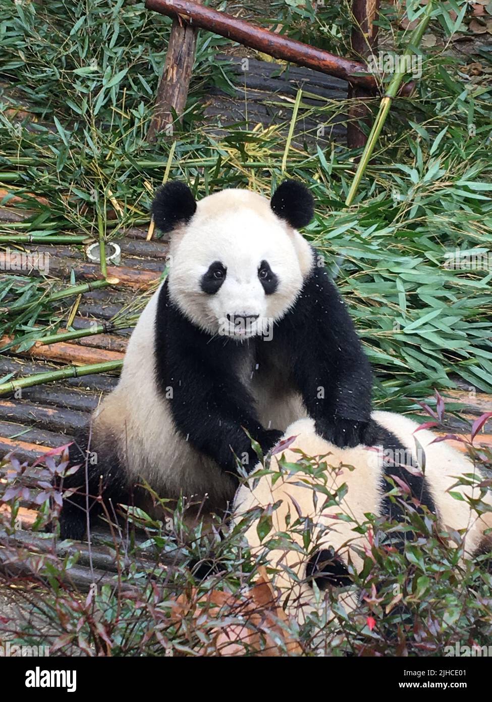 Pandas at the national zoo hi-res stock photography and images - Alamy