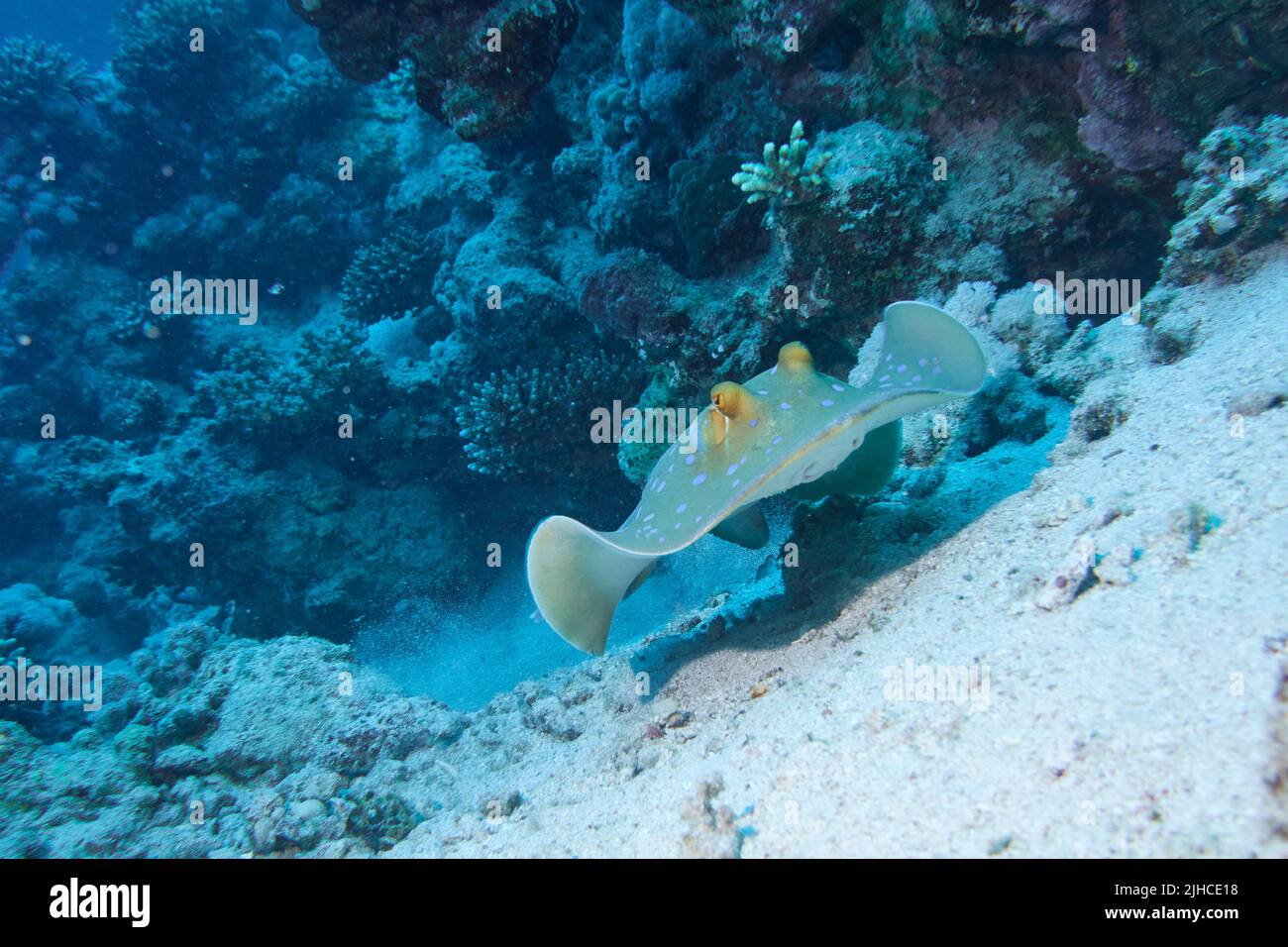 A closeup of beautiful blue spotted ray underwater Stock Photo - Alamy