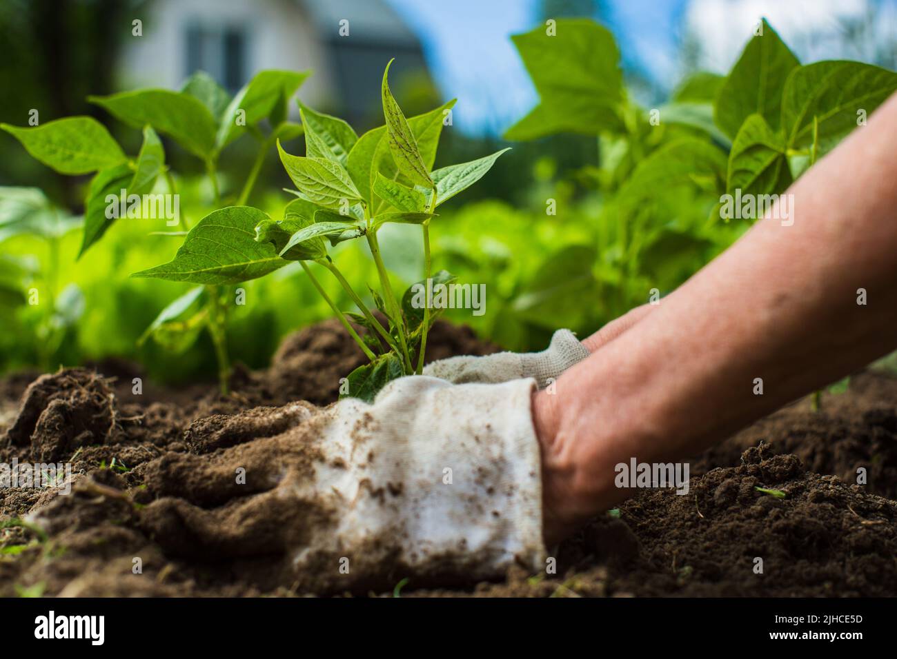Planting plants on a vegetable bed in the garden. Cultivated land close ...