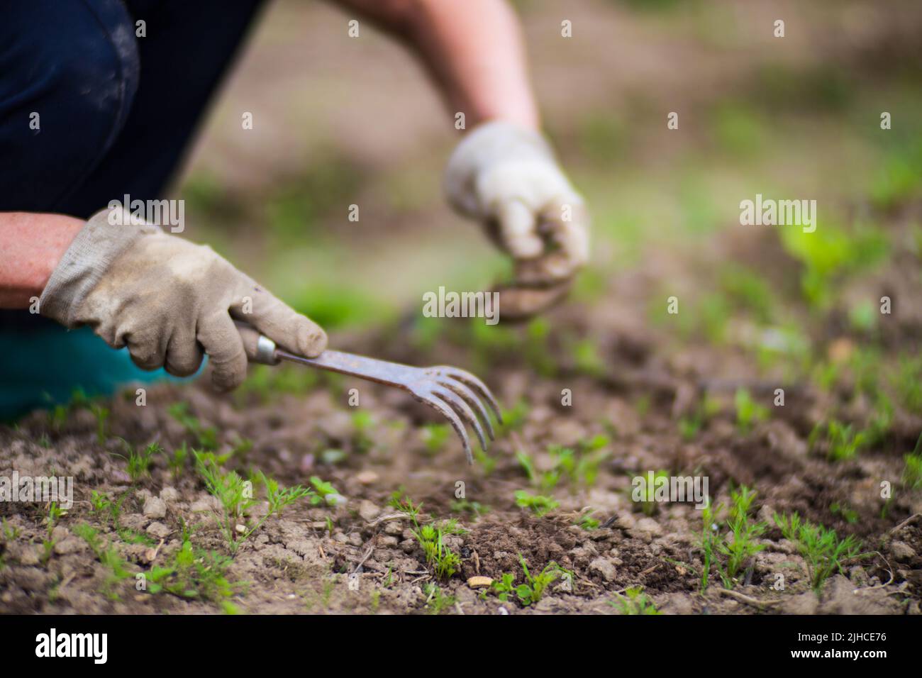 A woman's hand is pinching the grass. Weed and pest control in the ...