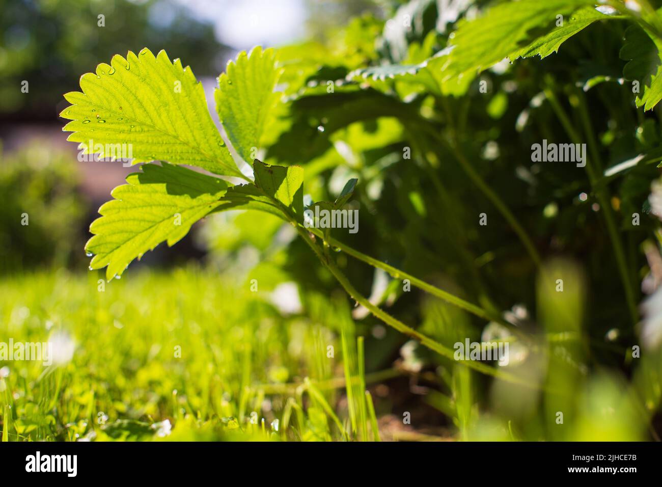 Strawberry crops under the sun. Cultivated land close-up with sprout ...