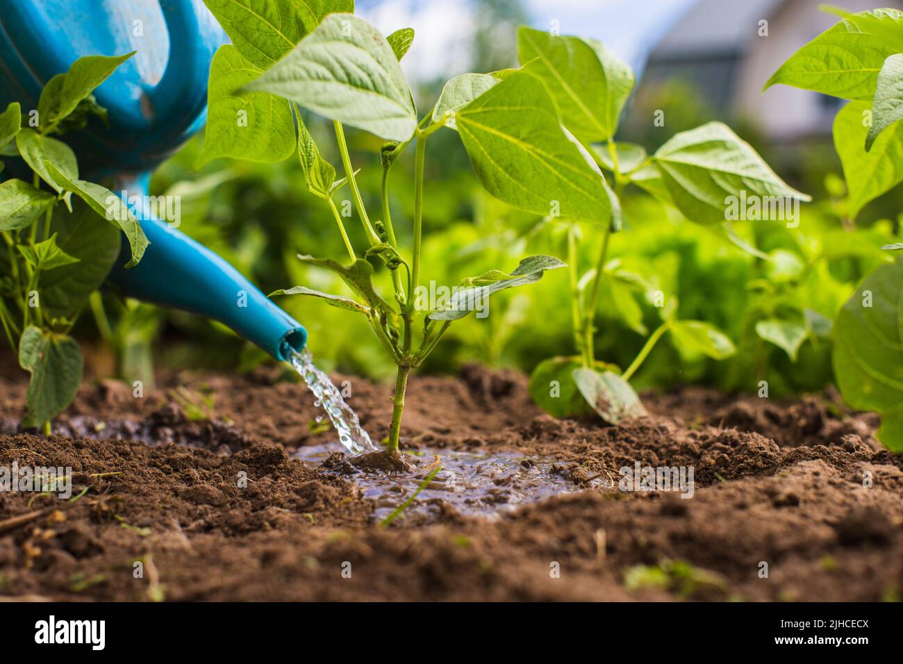 Watering vegetable plants on a plantation in the summer heat with a ...