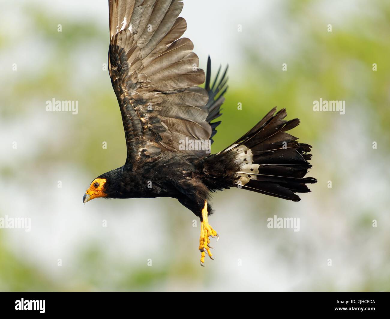 French bird of prey hi-res stock photography and images - Alamy