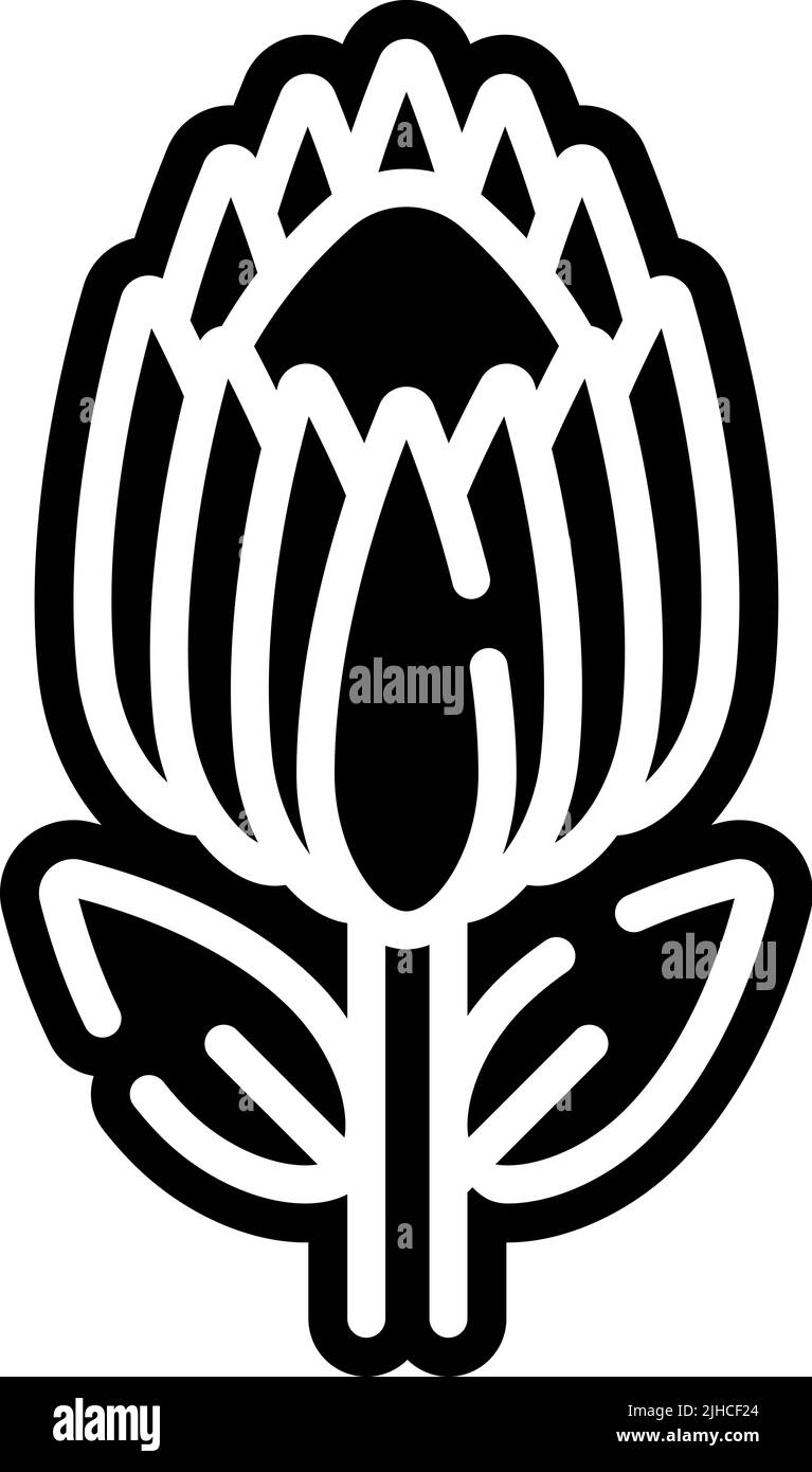 African south protea beautiful Stock Vector Images - Alamy