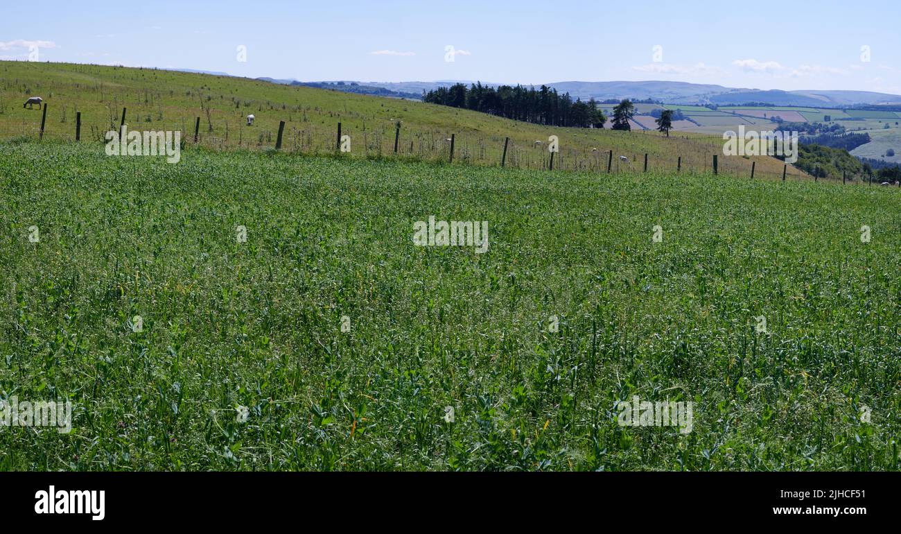 Fence across a green field and rolling hills in the British countryside ...