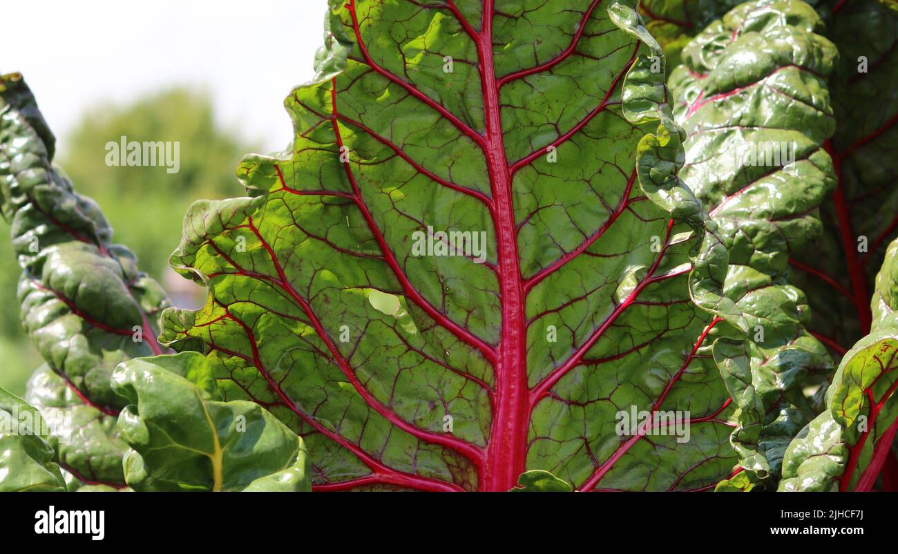 Close up of red veined beetroot vegetable showing leaf detail Stock ...
