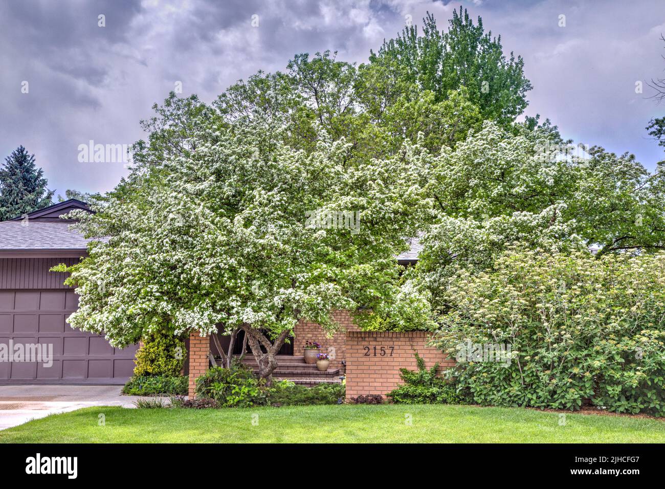 A small front yard patio is covered with the flowers of two large ...