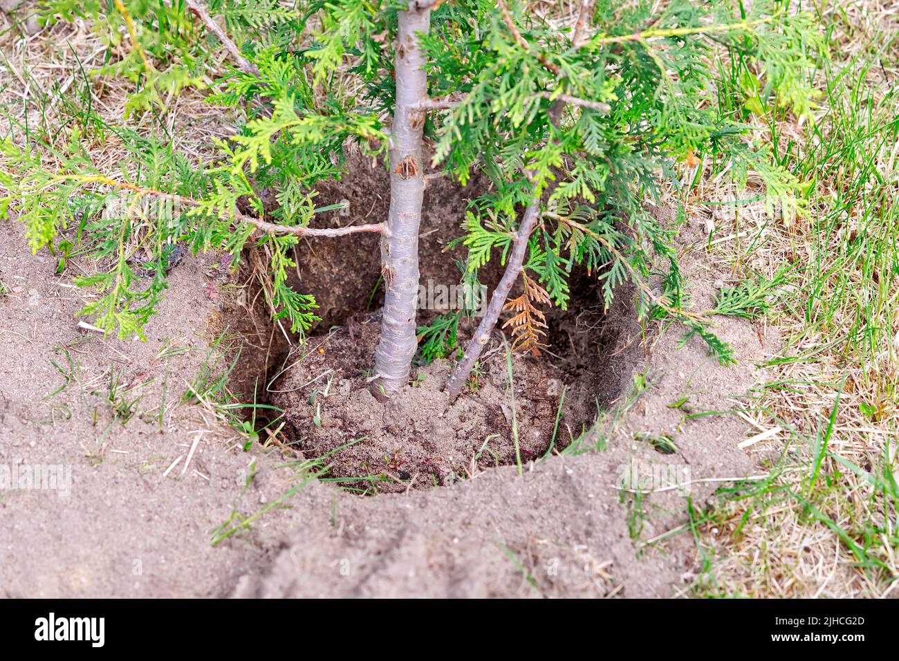 Gardener planting juniper plants in the garden. Seasonal works in the ...