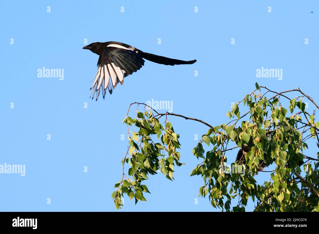 Berlin, Germany. 28th June, 2022. 28.06.2022, Berlin. A magpie (Pica ...