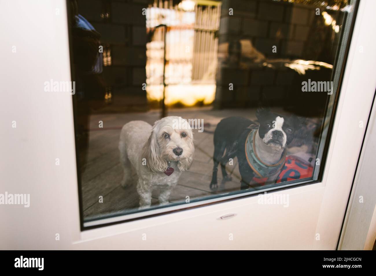 Two adorable small house dogs looking out of the window Stock Photo - Alamy