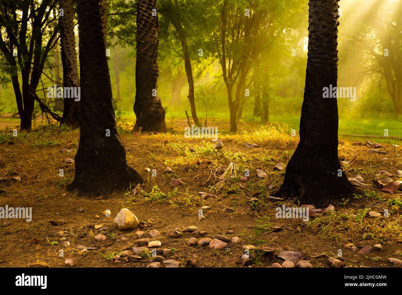 carnauba (copernicia prunifera) - stem of the palm tree native to ...