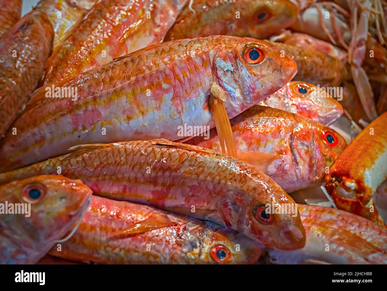 Mullus hi-res stock photography and images - Alamy