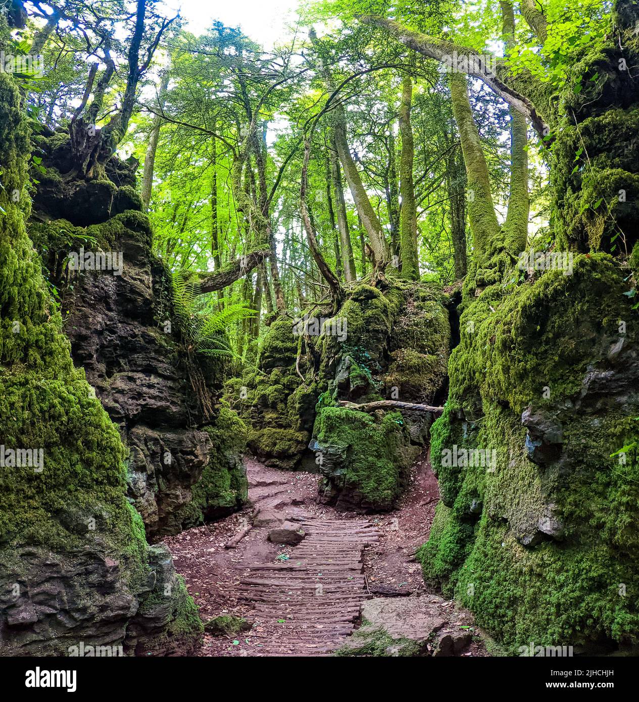 The moss covered rocks of Puzzlewood, an woodland near Coleford, Royal ...