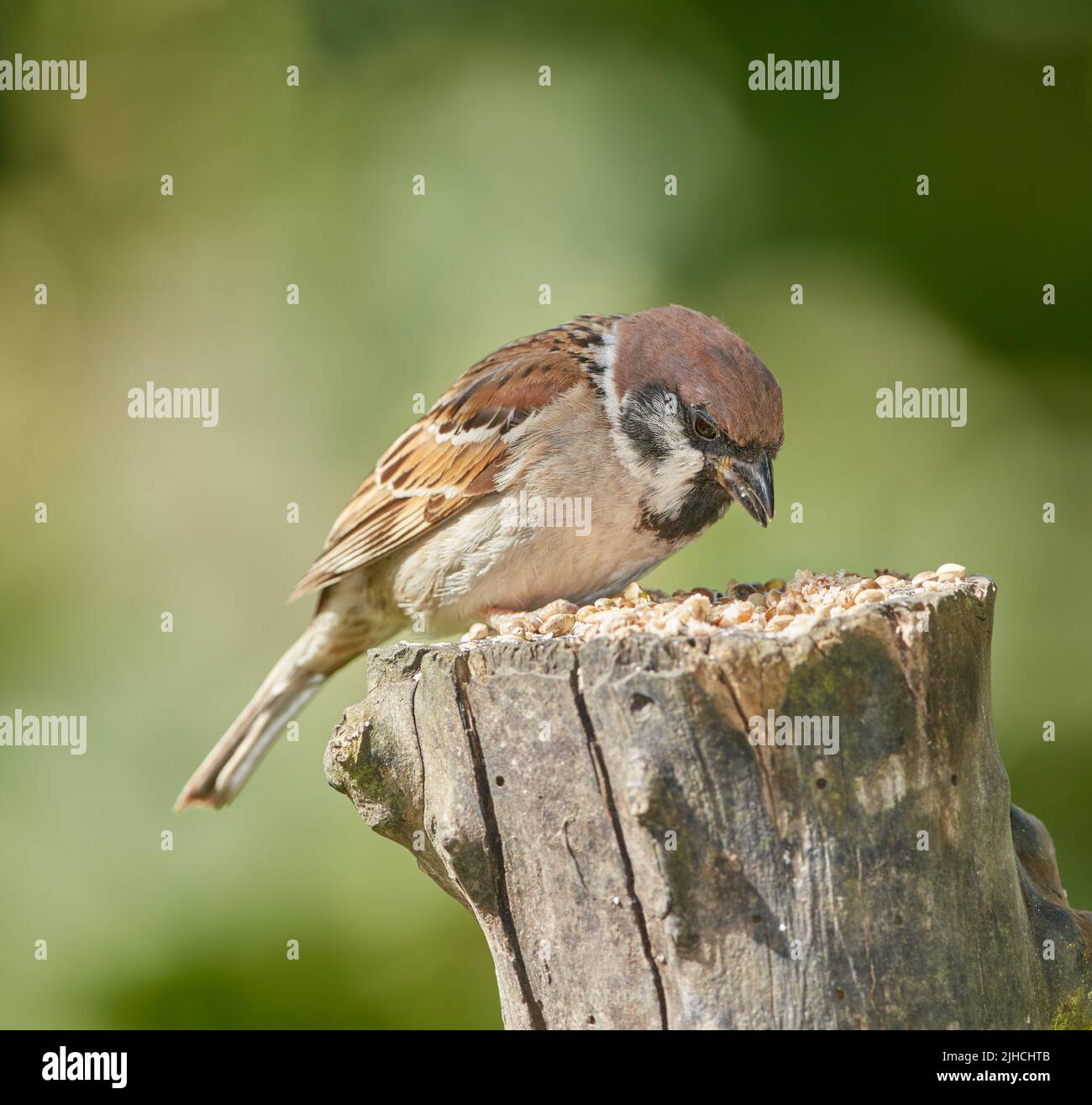 Sparrows are a family of small passerine birds, Passeridae. They are ...