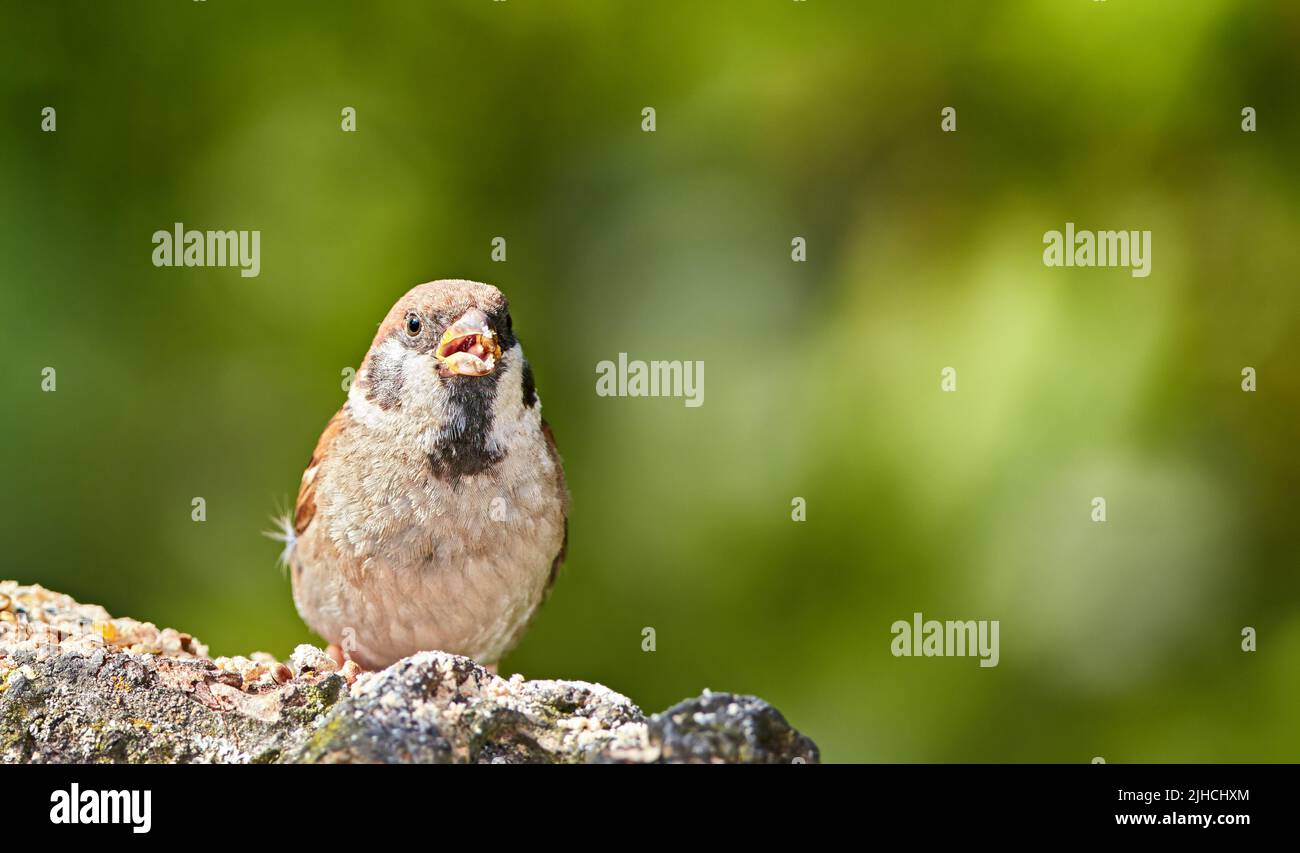 Sparrows are a family of small passerine birds, Passeridae. They are ...