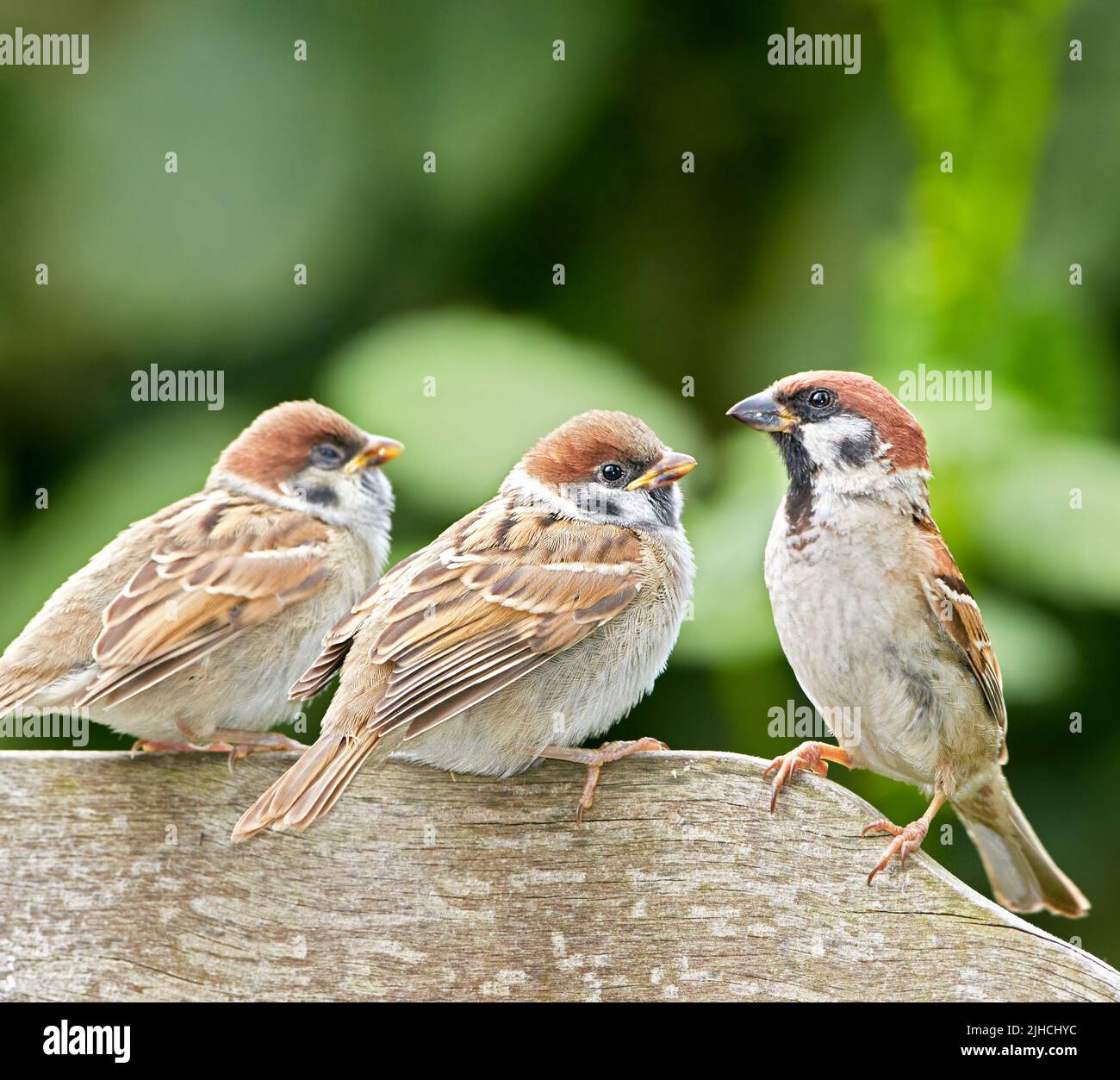 Sparrows are a family of small passerine birds, Passeridae. They are ...