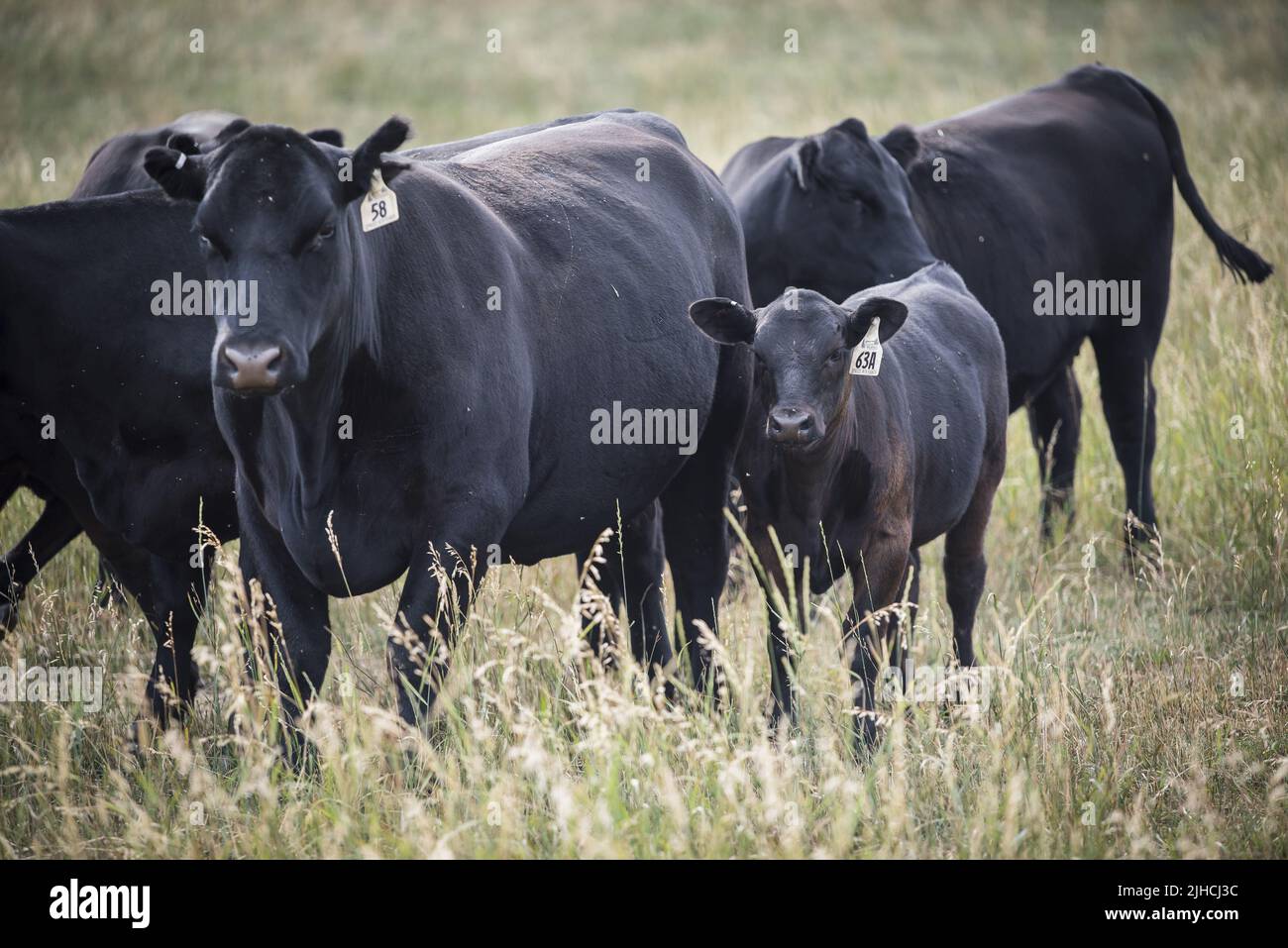 Close up shot black cows hi-res stock photography and images - Alamy