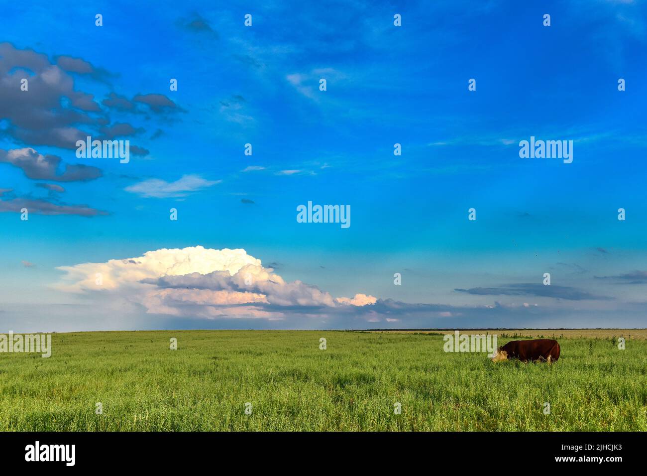 Bull in Pampas Landscape, La Pampa province, Patagonia, Argentina Stock ...