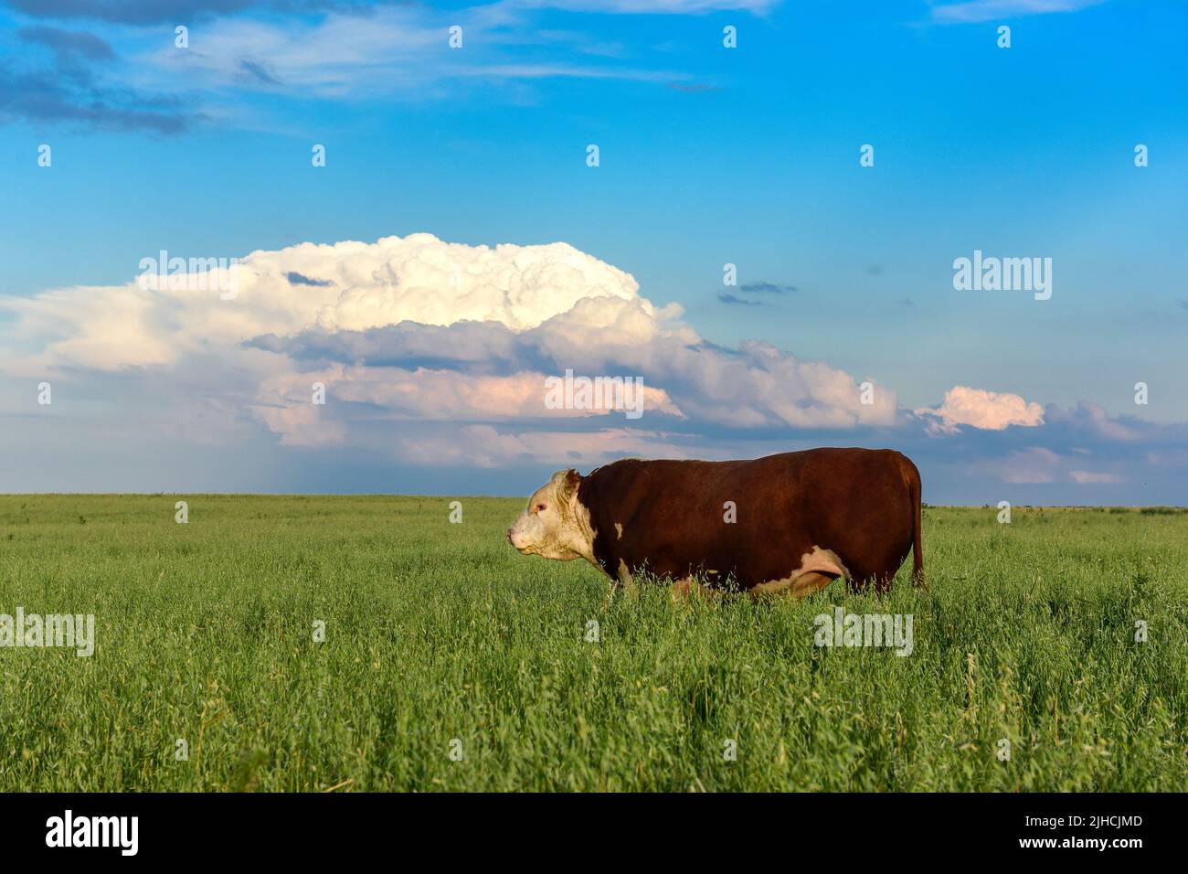 Bull in Pampas Landscape, La Pampa province, Patagonia, Argentina Stock ...