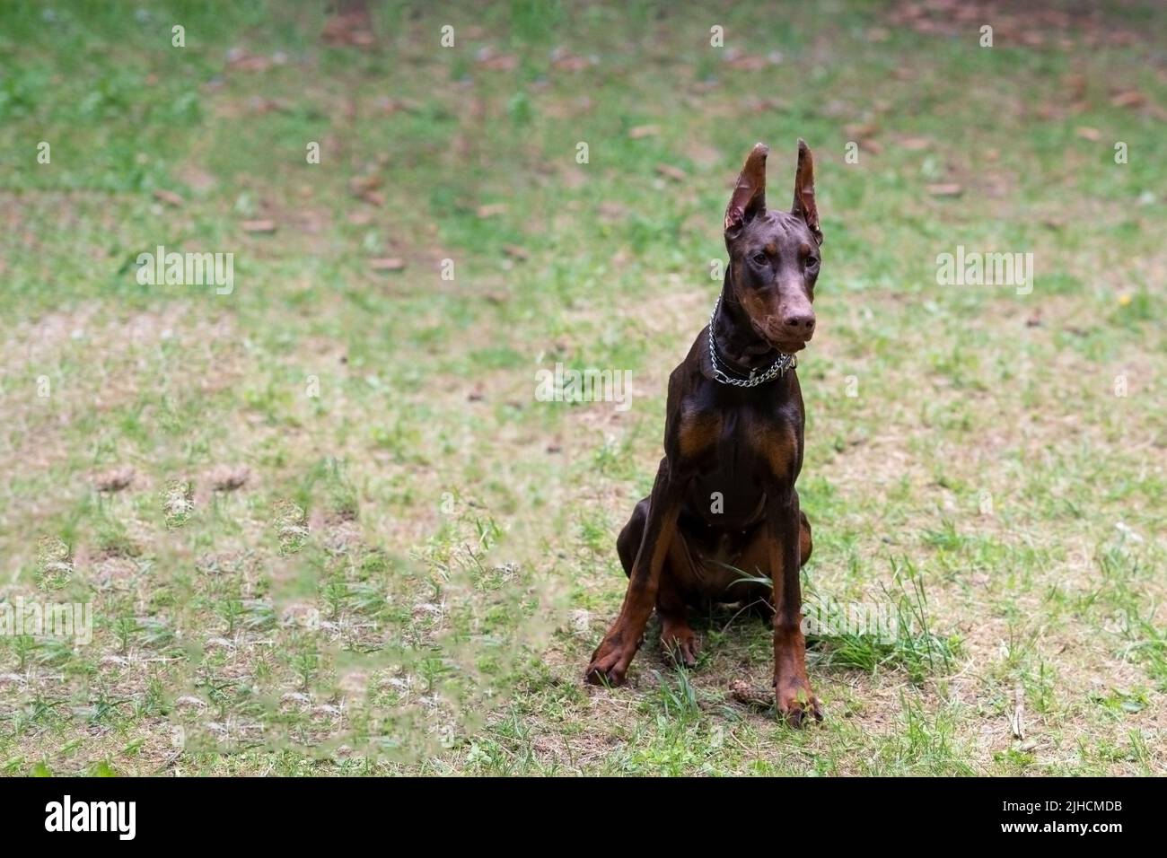Chain around his neck hi-res stock photography and images - Alamy