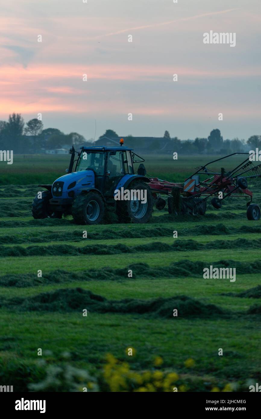 A farmer driving tractor turning grass to dry before gathering it for ...