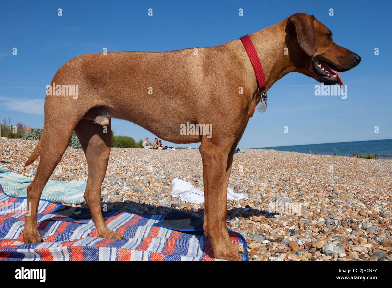 South african ridgeback hi-res stock photography and images - Alamy