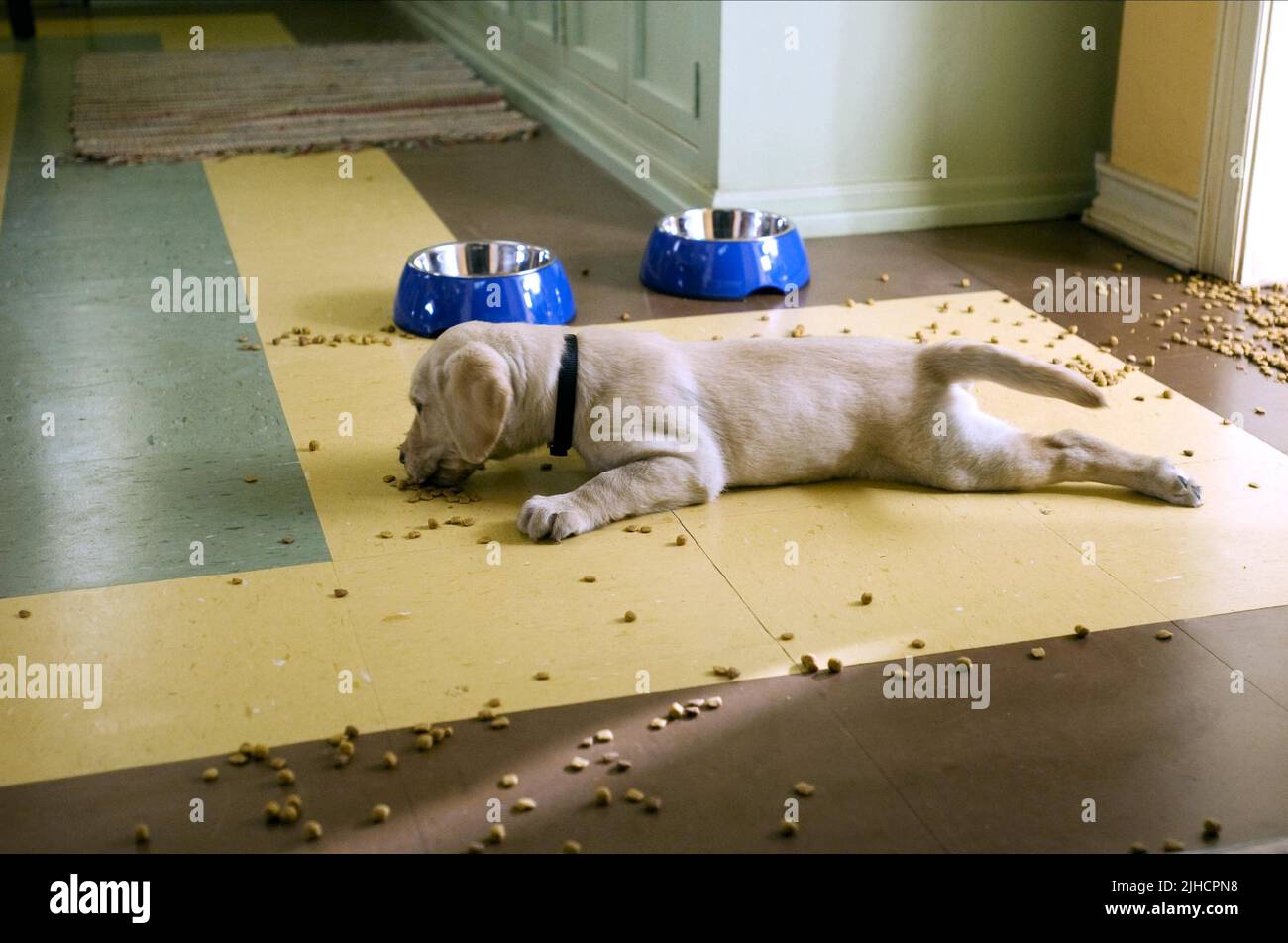 Marley And Me Movie Dog