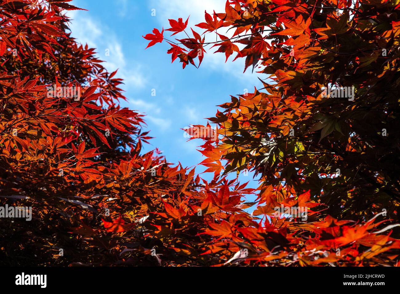 Leaves of a red maple tree against blue sky (West Ham Park, Newham ...