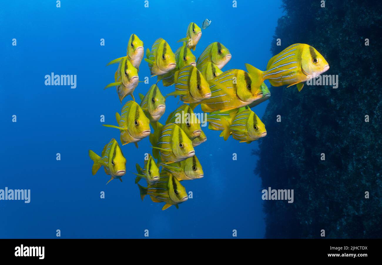 School of Yellow Grunts in Cabo San Lucas Stock Photo - Alamy