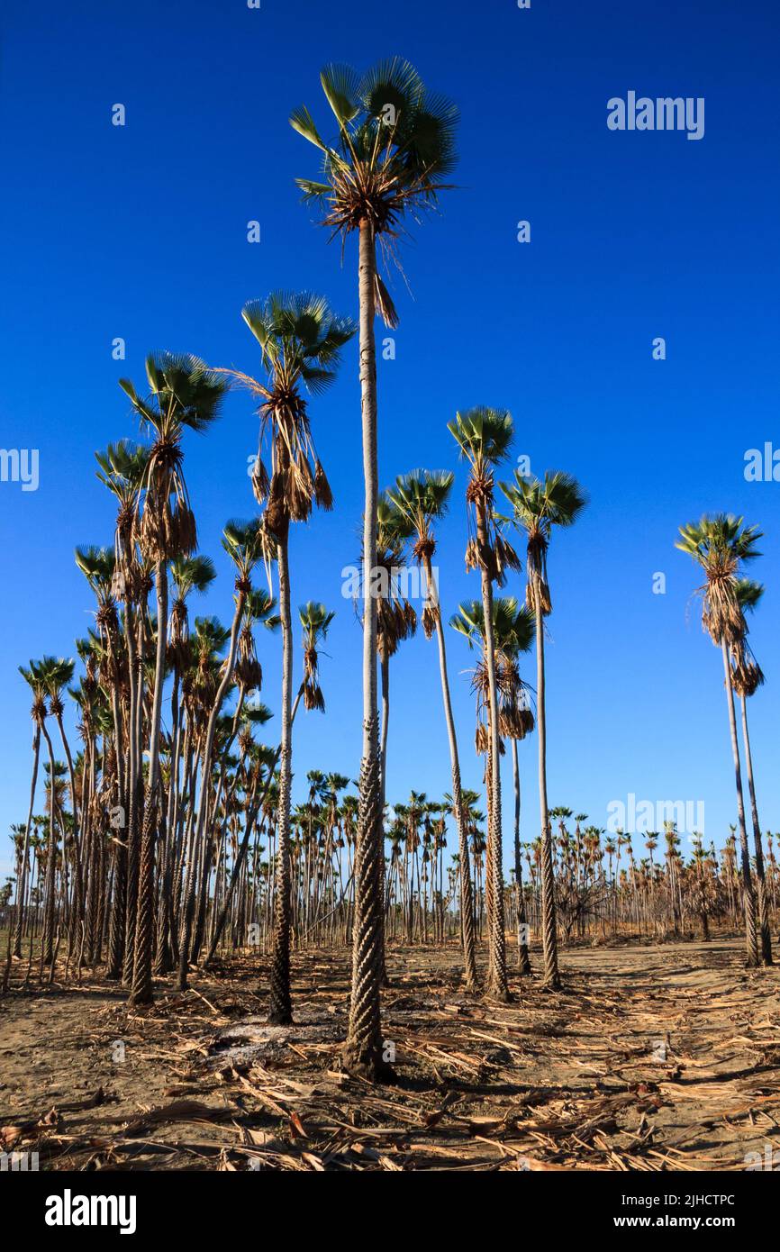 carnauba (copernicia prunifera) is a species of palm native to ...