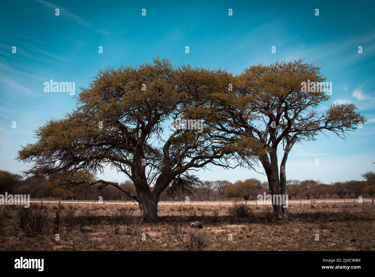 Calden tree, Prosopis Caldenia, in Pampas environment, La Pampa ...