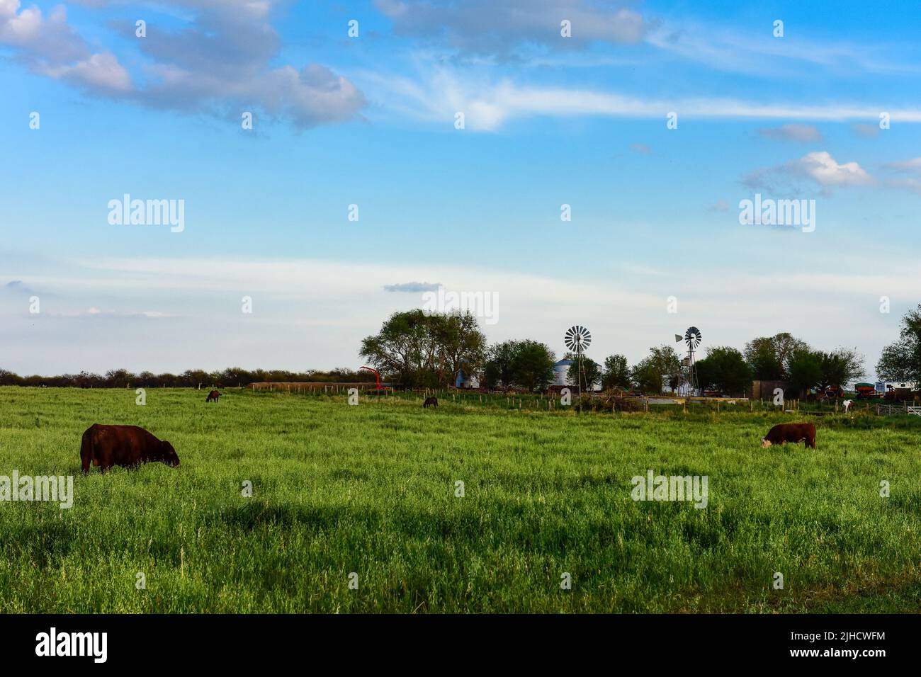 Cattle herd in Pampas Countryside, Animals raised on natural pastures ...