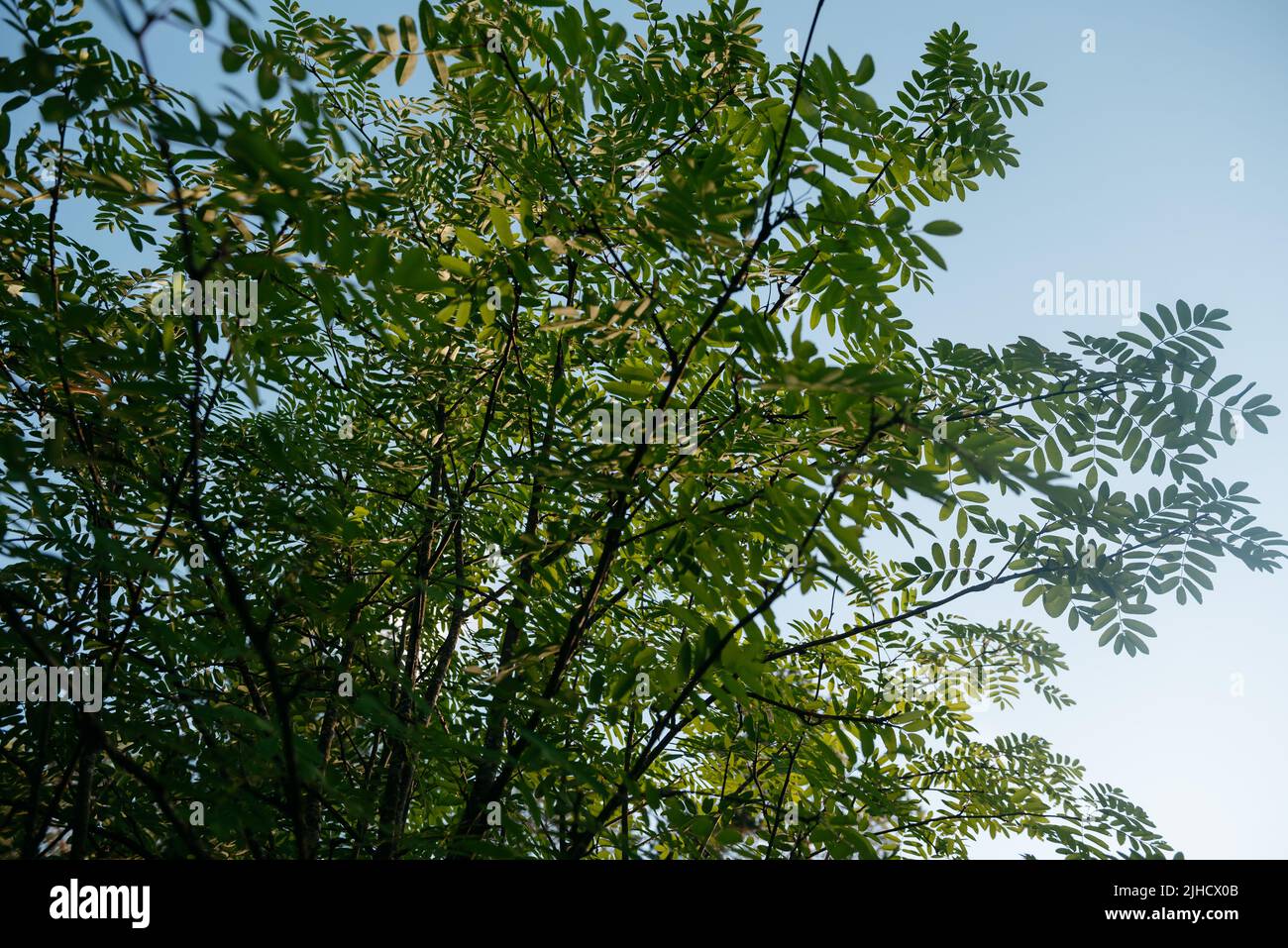 Mountain ash branches in the light of the sunset sun against the blue ...