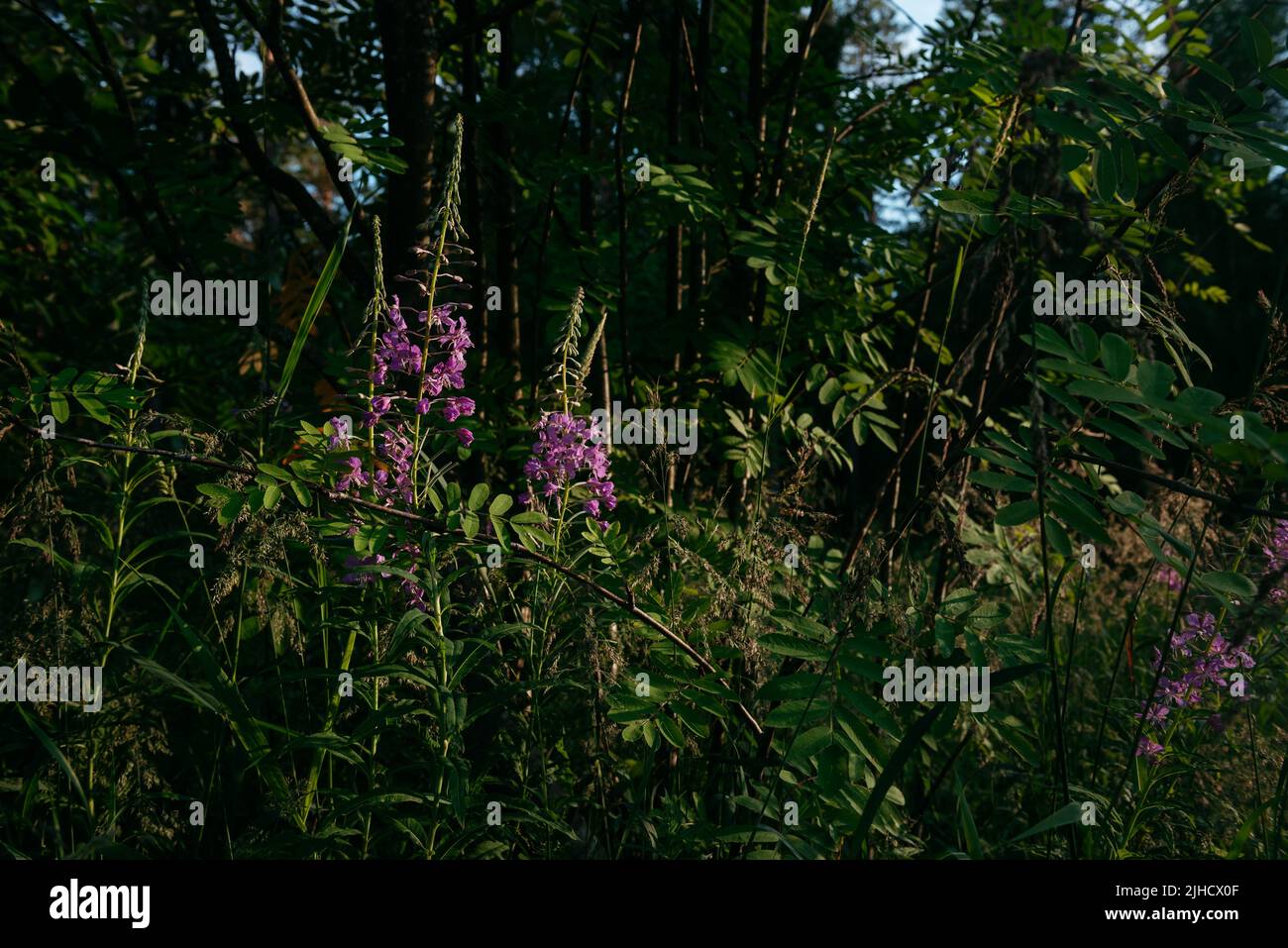 Blooming fireweed in a natural environment in a clearing of the ...