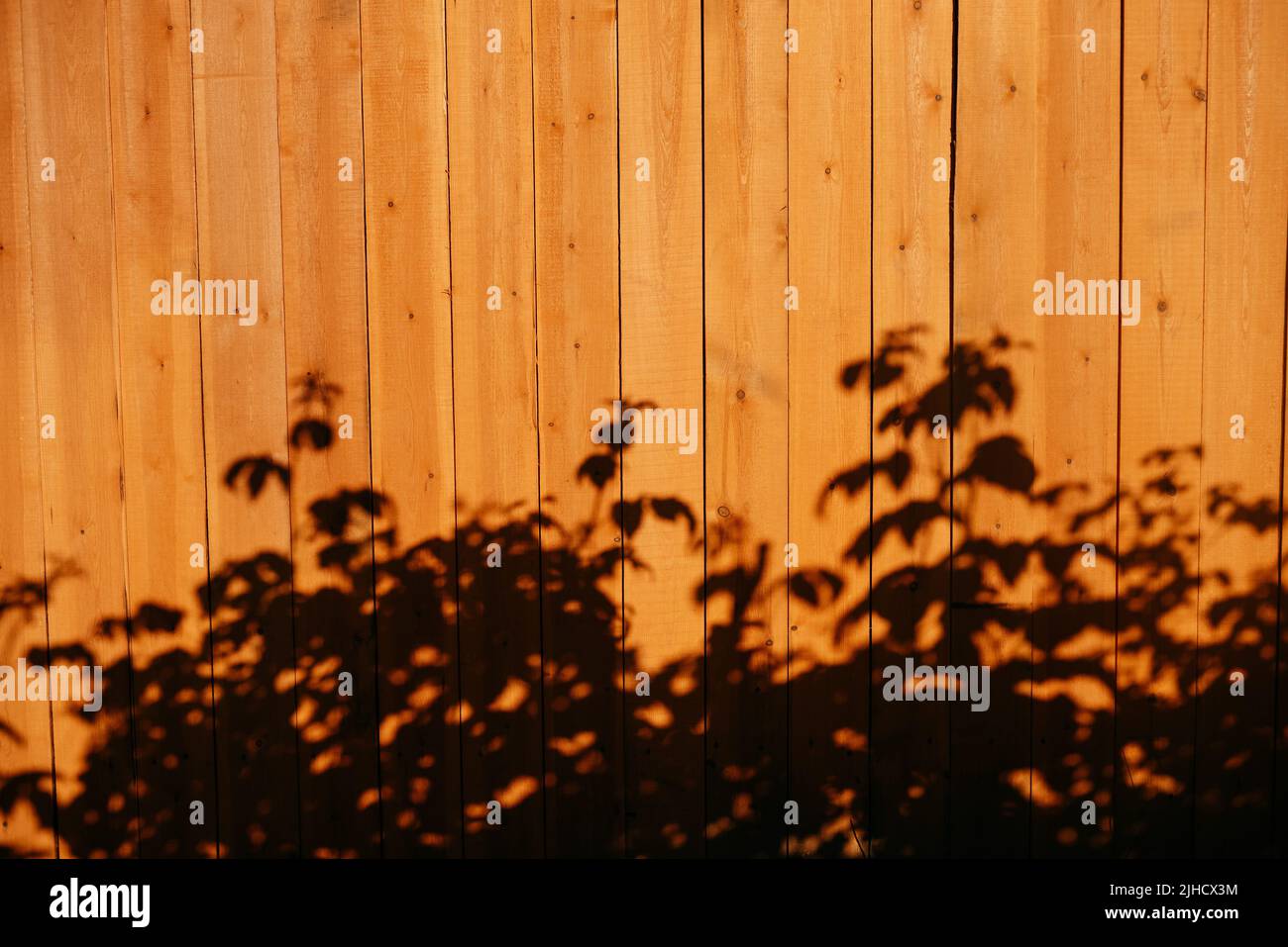 The shadow of raspberry bushes on a wooden wall. Abstract background ...